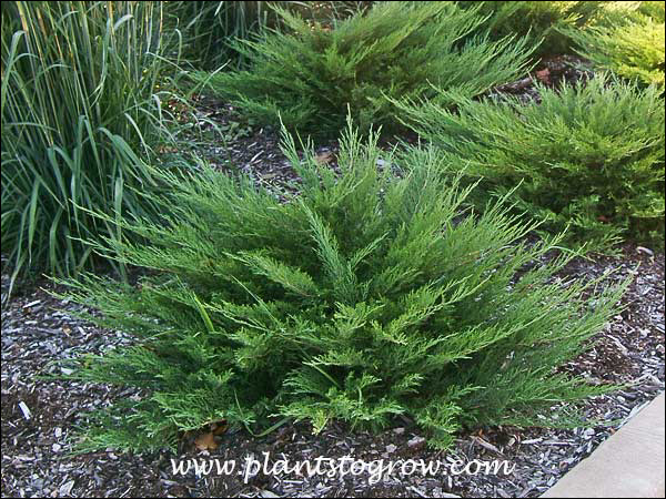 4-7 | Plants To Grow Plants Database by Paul S. Drobot