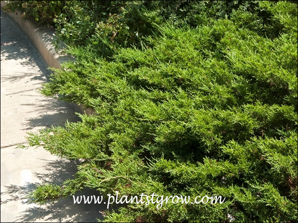 4-7 | Plants To Grow Plants Database by Paul S. Drobot