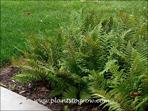 Male Fern (Dryopteris filix-mas) | Plants To Grow Plants Database by ...