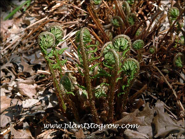 Male Fern (Dryopteris filix-mas) | Plants To Grow Plants Database by ...