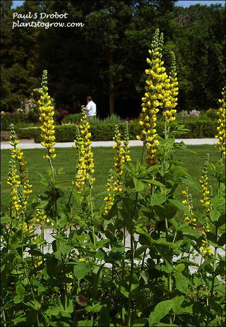 3-8 | Plants To Grow Plants Database by Paul S. Drobot