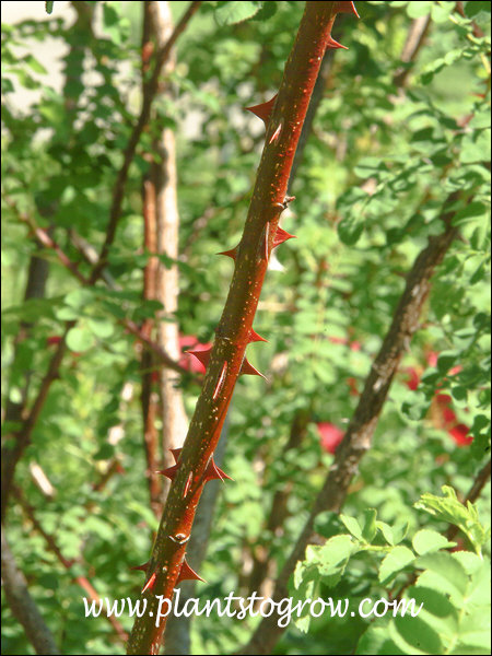 4b-7 | Plants To Grow Plants Database by Paul S. Drobot