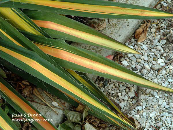 Yucca Color Guard (Yucca filamentosa) | Plants To Grow Plants Database ...