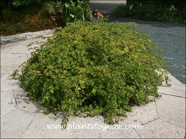 4-7 | Plants To Grow Plants Database by Paul S. Drobot