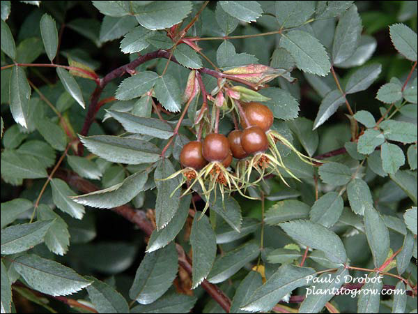 Redleaf Rose (Rosa glauca) | Plants To Grow Plants Database by Paul S ...