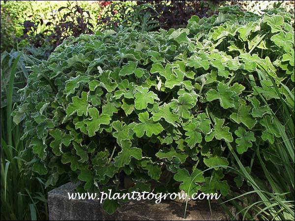 Peppermint Scented Geranium (Pelargonium tomentosa) | Plants To Grow ...