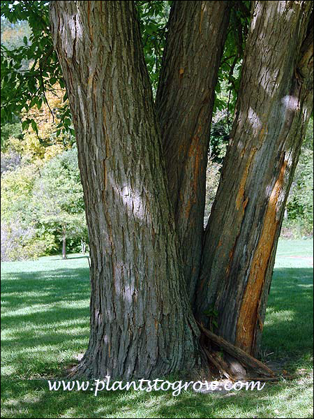 Osage Orange (Maclura pomifera) | Plants To Grow Plants Database by ...