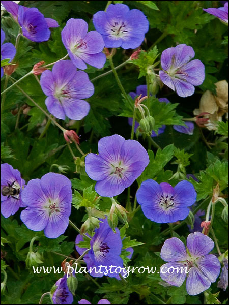 4-8 | Plants To Grow Plants Database by Paul S. Drobot