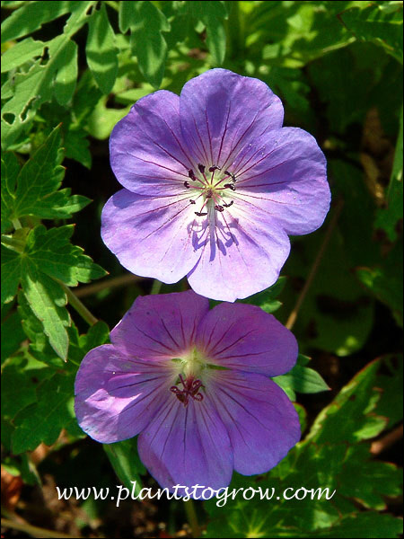 4-8 | Plants To Grow Plants Database by Paul S. Drobot