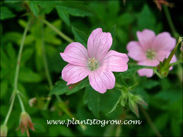 5-8 | Plants To Grow Plants Database by Paul S. Drobot