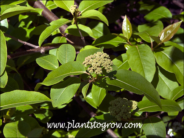 Witherod Viburnum (Viburnum cassinoides) | Plants To Grow Plants ...