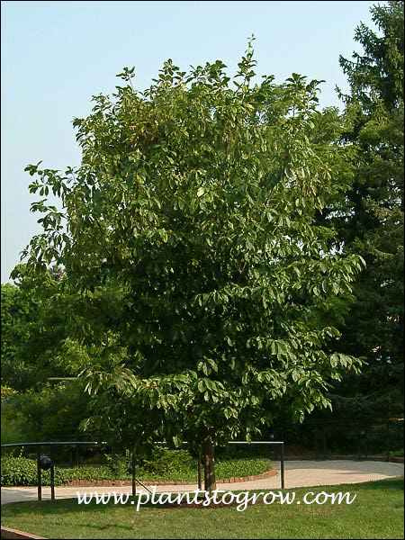 Chestnut Oak (Quercus prinus) | Plants To Grow Plants Database by Paul ...
