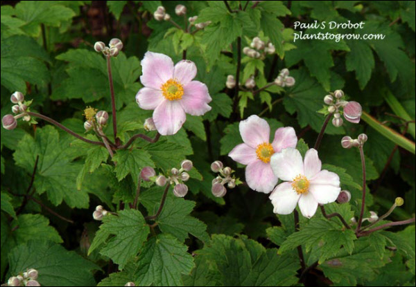 4-8 | Plants To Grow Plants Database by Paul S. Drobot