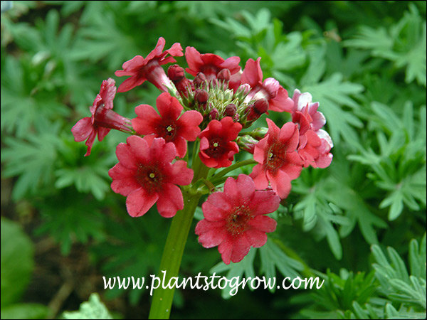 Carminea Japanese Primula (Primula japonica) | Plants To Grow Plants ...