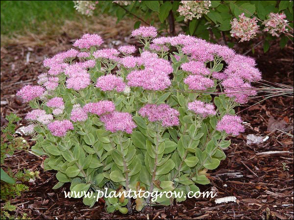 4 | Plants To Grow Plants Database by Paul S. Drobot