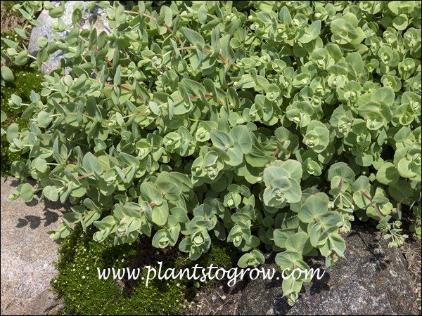 Sedum John Creech (Phedimus spurium) | Plants To Grow Plants Database ...