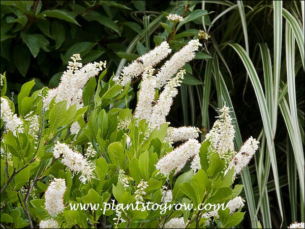 4-9 | Plants To Grow Plants Database by Paul S. Drobot