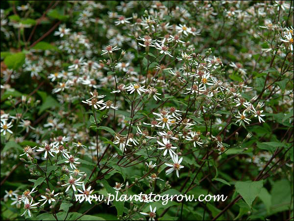 White Woodland Aster (Aster divaricatus) | Plants To Grow Plants ...