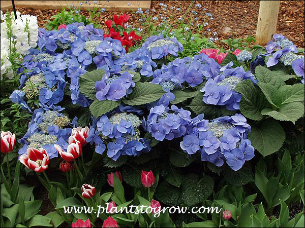 6-9 | Plants To Grow Plants Database by Paul S. Drobot