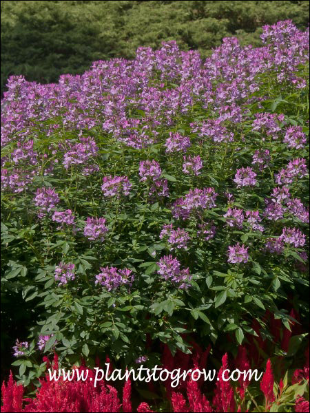 Senorita Spider Flower series (Cleome hassleriana) | Plants To Grow ...