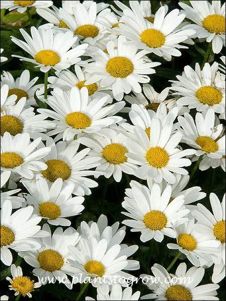 'Snow Lady' Shasta Daisy (Leucanthemum x superbum) | Plants To Grow ...