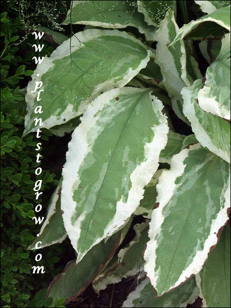 4-7 | Plants To Grow Plants Database by Paul S. Drobot