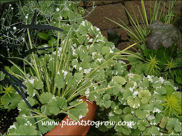 Variegated Ground Ivy | Plants To Grow Plants Database by Paul S. Drobot