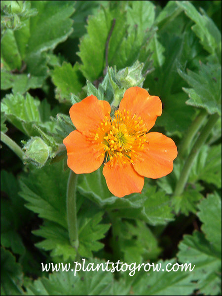 4-7 | Plants To Grow Plants Database by Paul S. Drobot