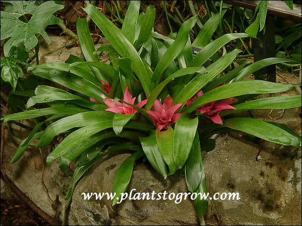 | Plants To Grow Plants Database by Paul S. Drobot