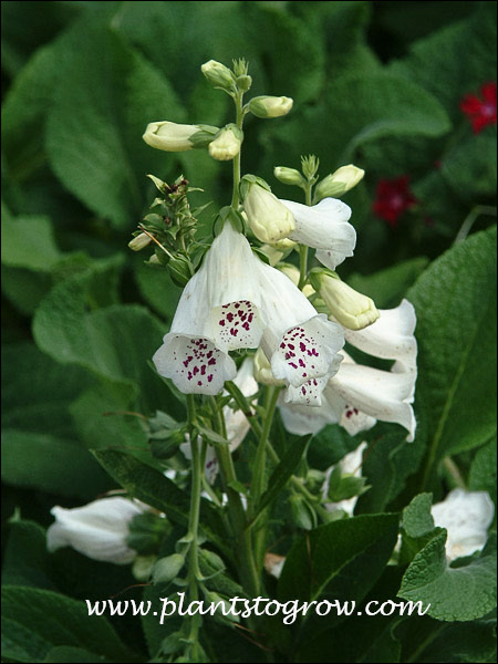 4-9 | Plants To Grow Plants Database by Paul S. Drobot