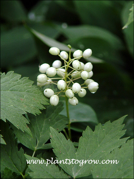 5 | Plants To Grow Plants Database by Paul S. Drobot