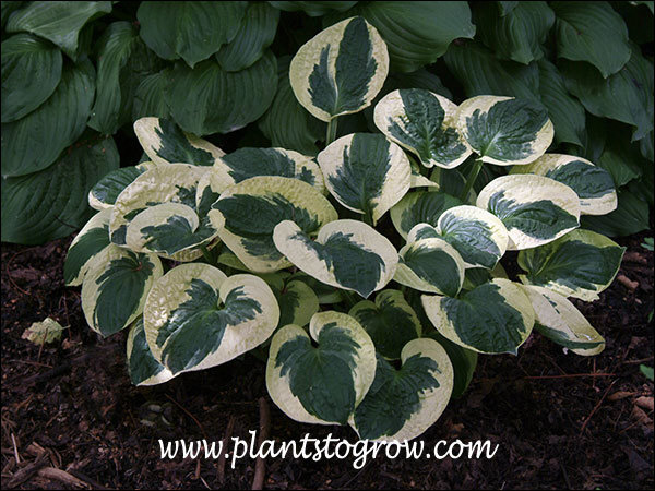 3-7 | Plants To Grow Plants Database by Paul S. Drobot