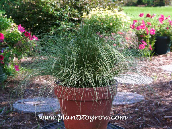 Amazon Mist Carex (Carex comans) | Plants To Grow Plants Database by ...