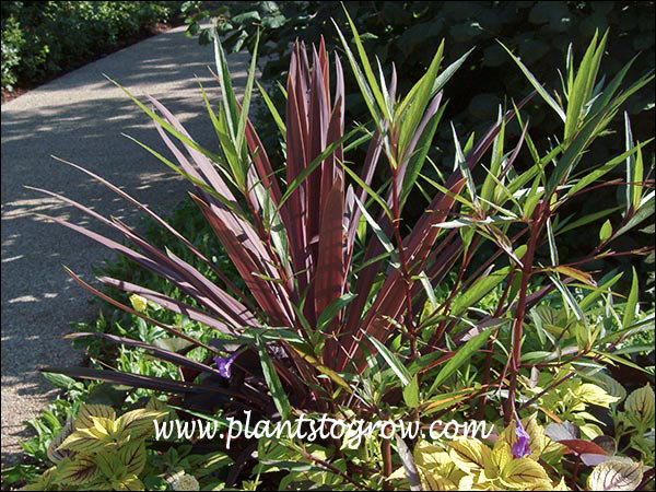 Red Sensation Ti plant (Cordyline australis) | Plants To Grow Plants ...