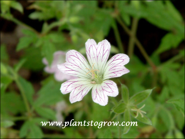 5 | Plants To Grow Plants Database by Paul S. Drobot