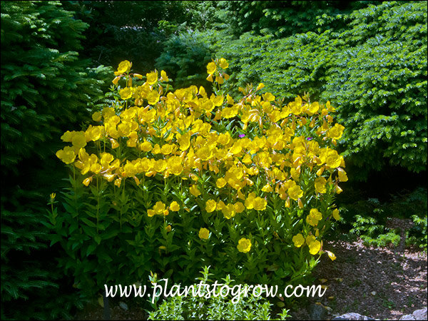 4-8 | Plants To Grow Plants Database by Paul S. Drobot