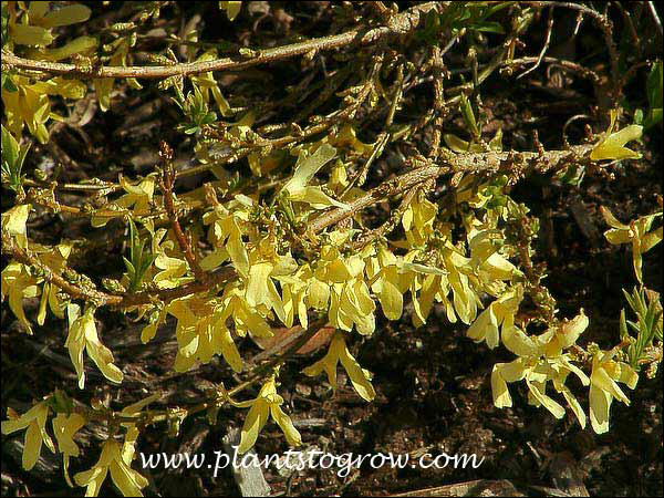 (4)5-8 | Plants To Grow Plants Database by Paul S. Drobot