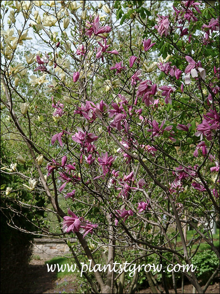 5 | Plants To Grow Plants Database by Paul S. Drobot