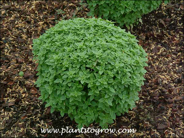 Ocimum Basilicum Boxwood