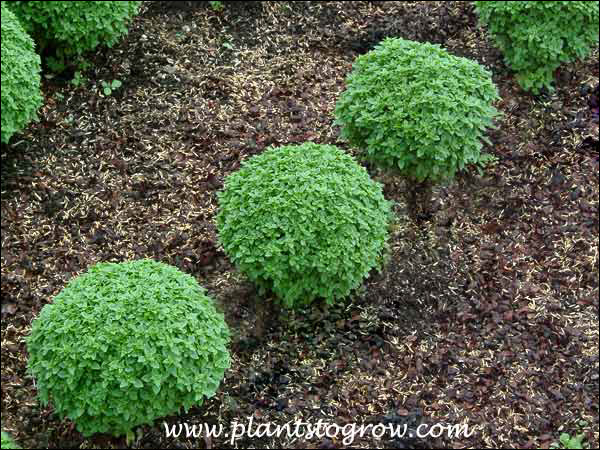 Ocimum Basilicum Boxwood