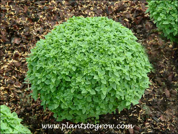 Ocimum Basilicum Boxwood