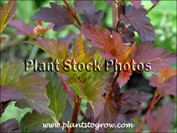 2-7 | Plants To Grow Plants Database by Paul S. Drobot