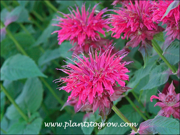 4-9 | Plants To Grow Plants Database by Paul S. Drobot