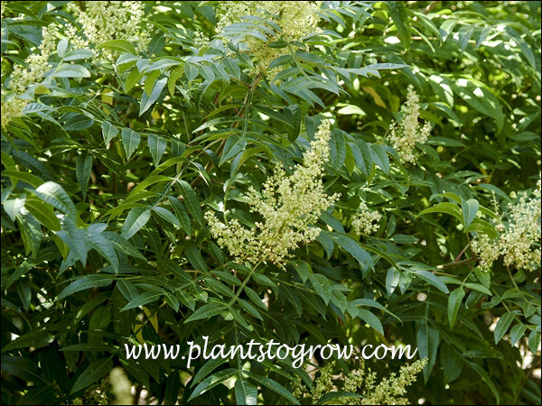 Prairie Flame Shining Sumac (Rhus copallina var latifolia) | Plants To ...