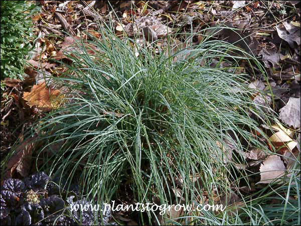 Blue ZInger Sedge (Carex flacca) | Plants To Grow Plants Database by ...