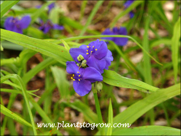 Sweet Kate (Tradescantia) | Plants To Grow Plants Database by Paul S ...