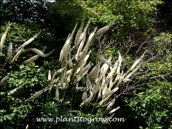 3-8 | Plants To Grow Plants Database by Paul S. Drobot