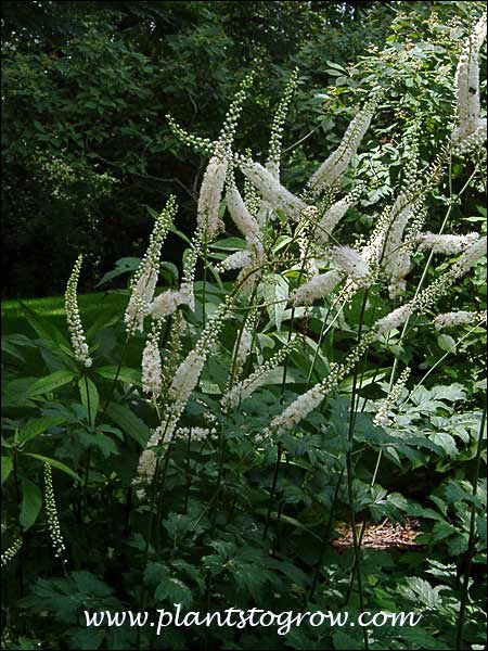 3-8 | Plants To Grow Plants Database by Paul S. Drobot