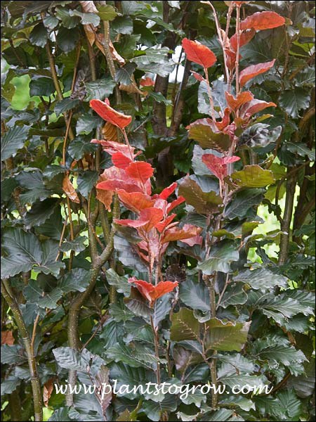 | Plants To Grow Plants Database by Paul S. Drobot