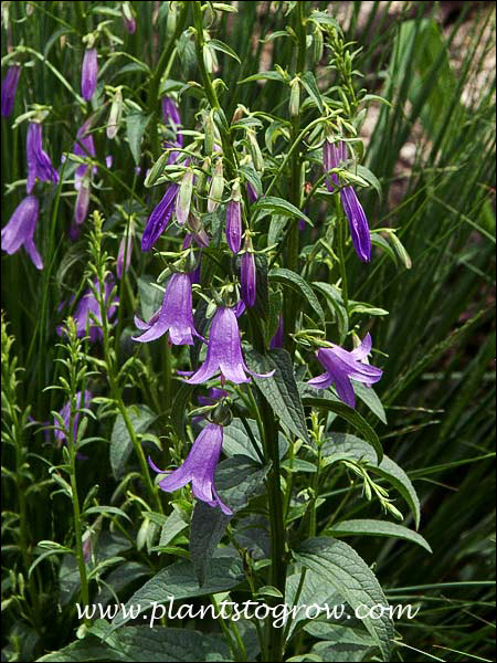 3-8 | Plants To Grow Plants Database by Paul S. Drobot